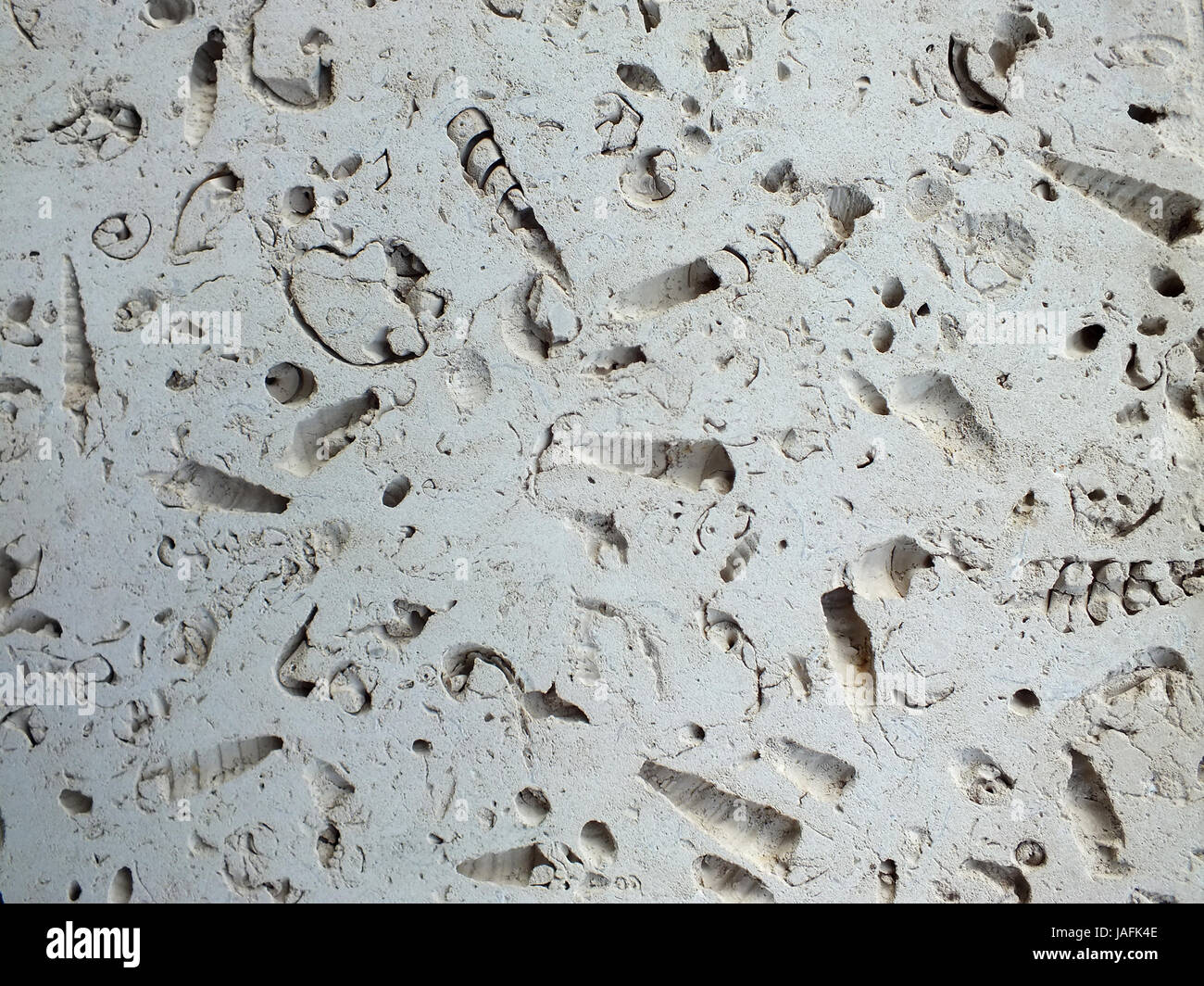 Fossil shells hi-res stock photography and images - Alamy