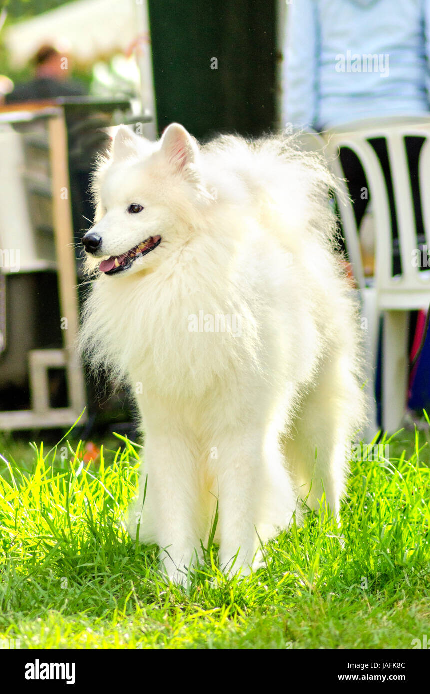 A young beautiful white fluffy Samoyed dog standing on the grass. The ...