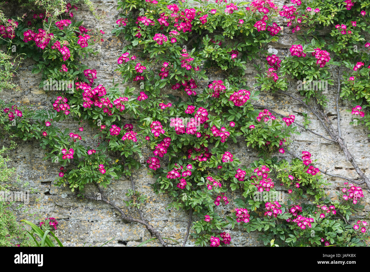 Rosa gallica hi-res stock photography and images - Alamy