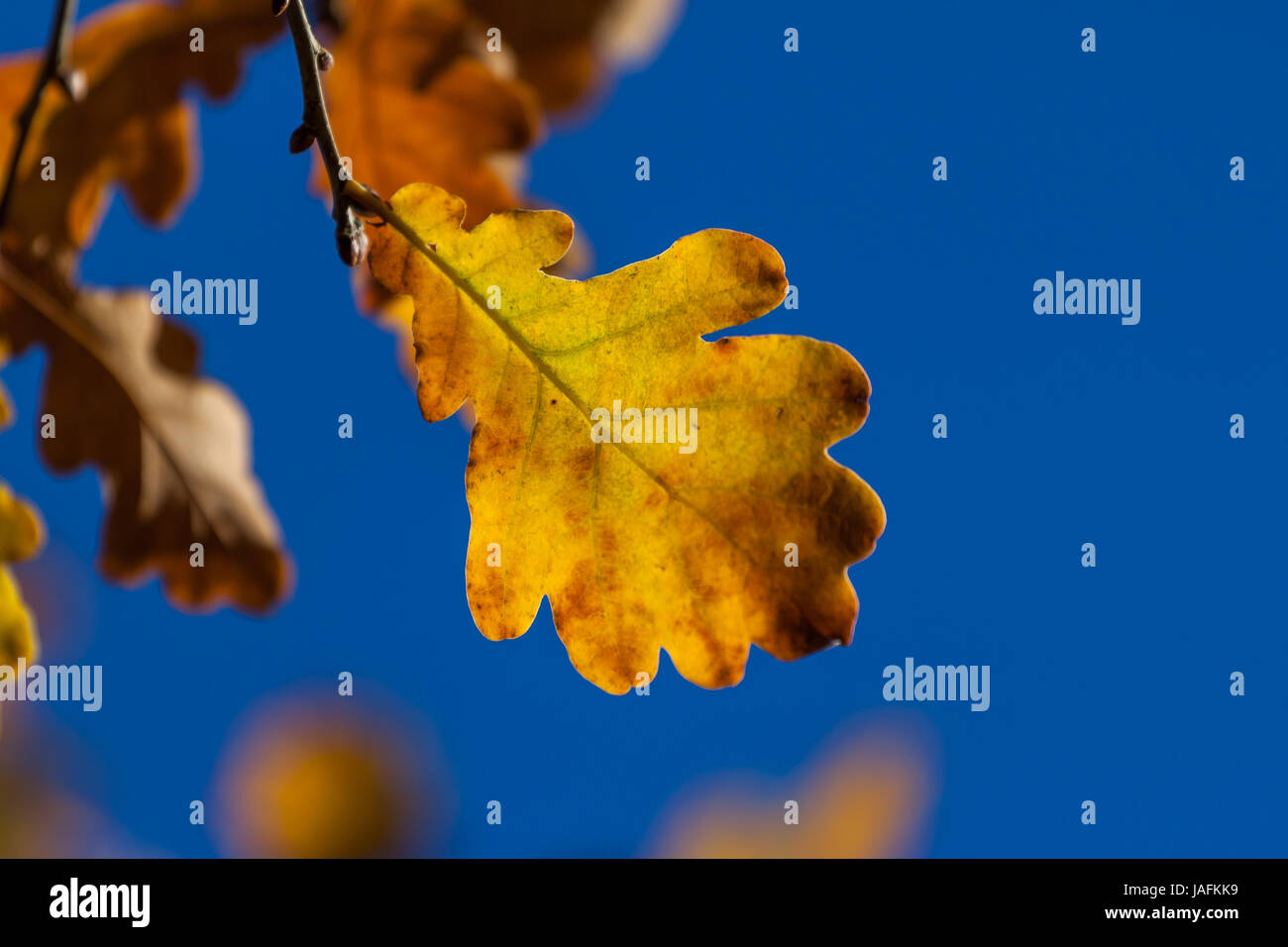 Autumn yellow oak tree leaves details Stock Photo - Alamy