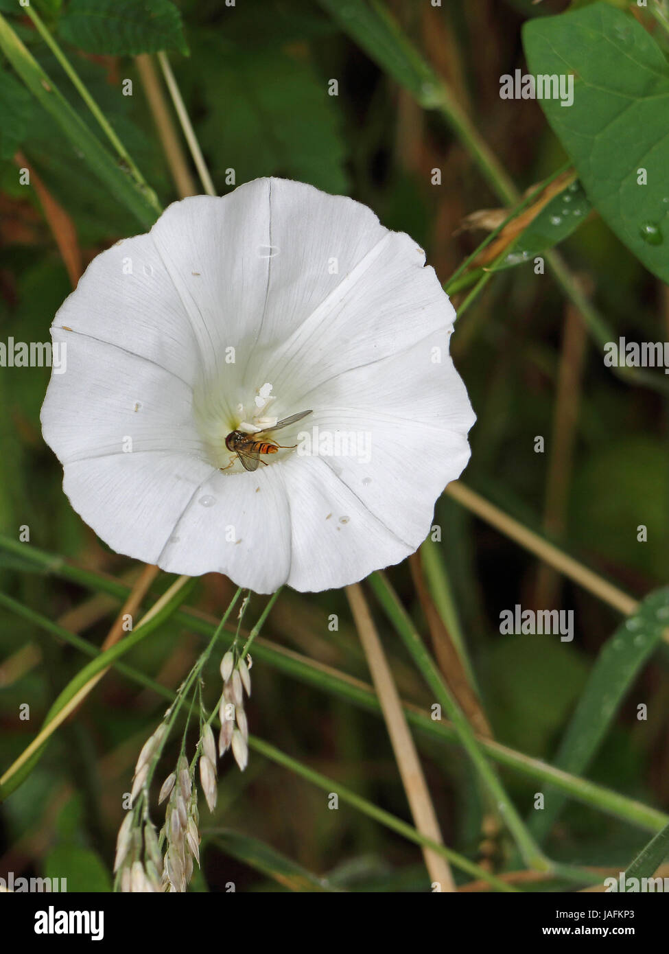 Ackerwinde mit Schwebfliege Stock Photo - Alamy