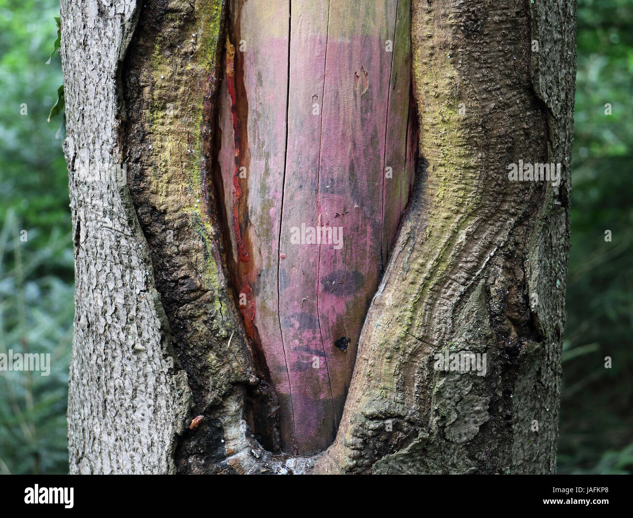 Narben des Waldes Stock Photo - Alamy