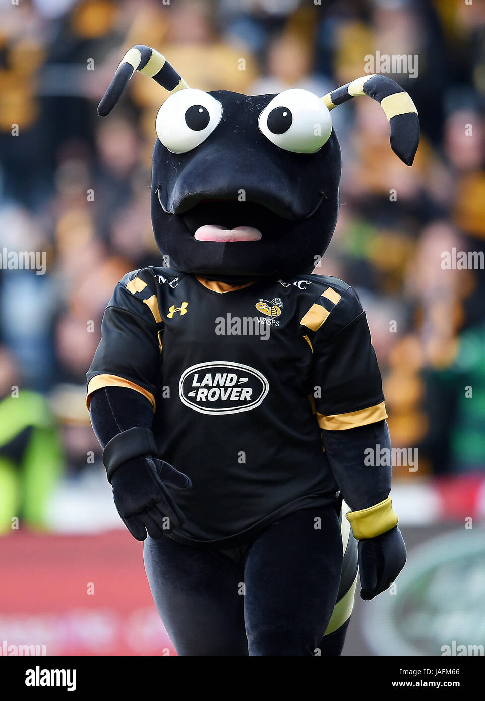 Wasps rugby mascot hi-res stock photography and images - Alamy
