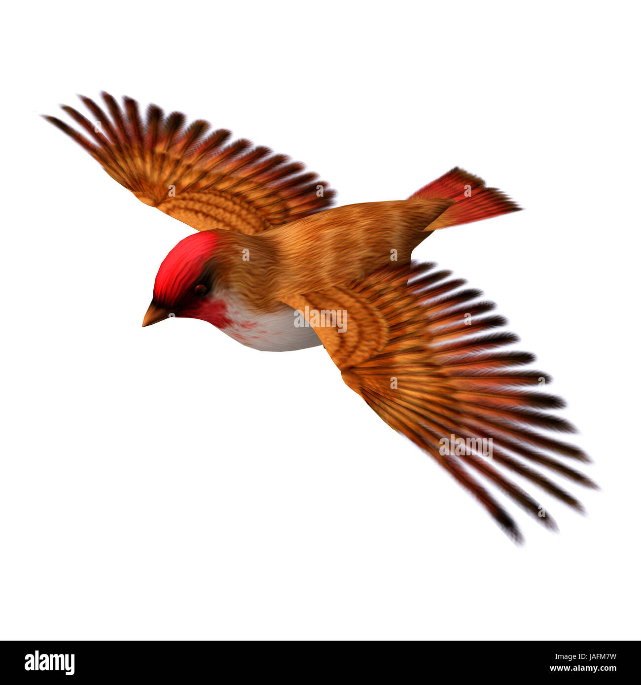 Drawing Of Cardinal In Flight