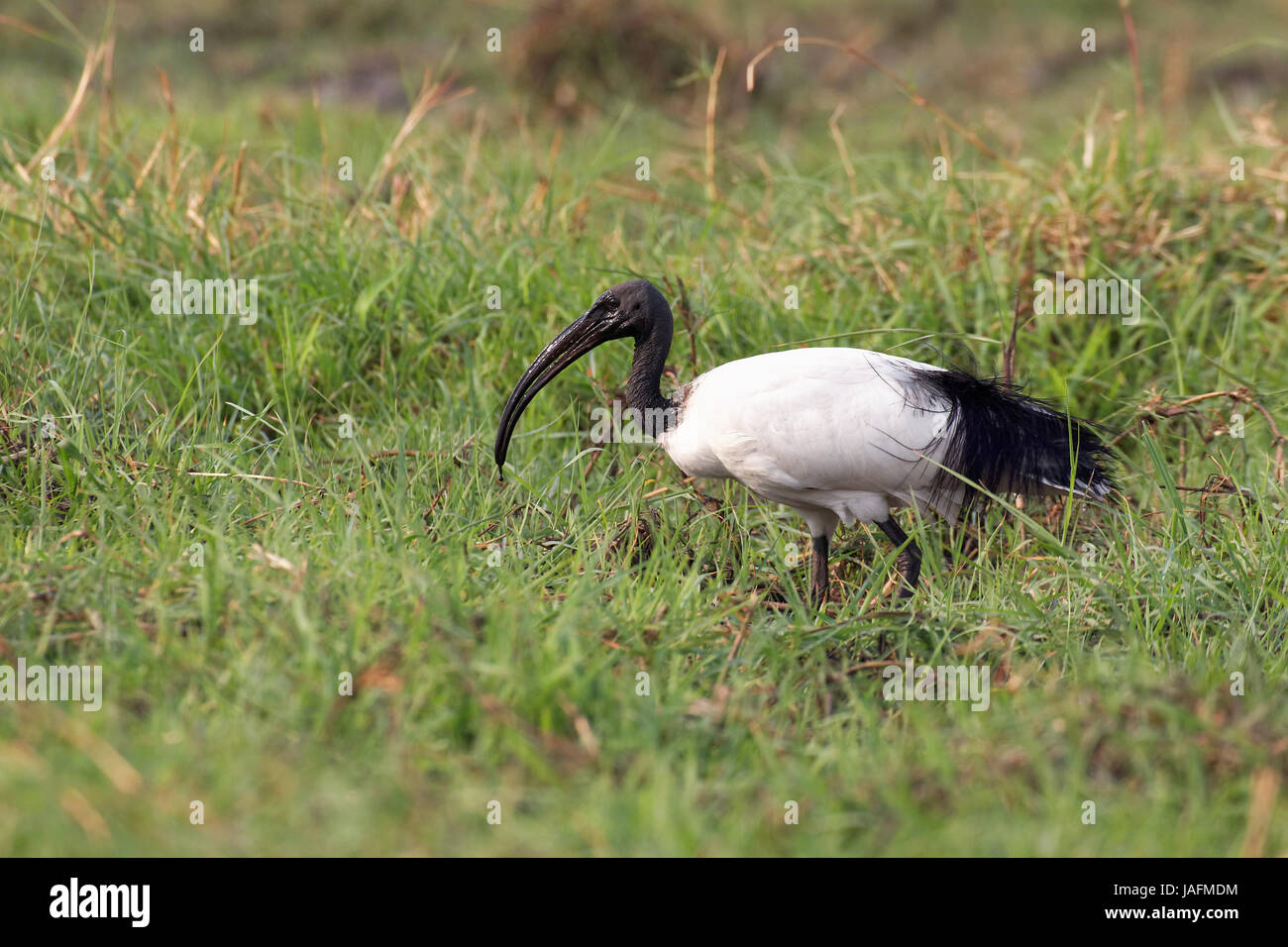 Heiliger ibis hi-res stock photography and images - Alamy