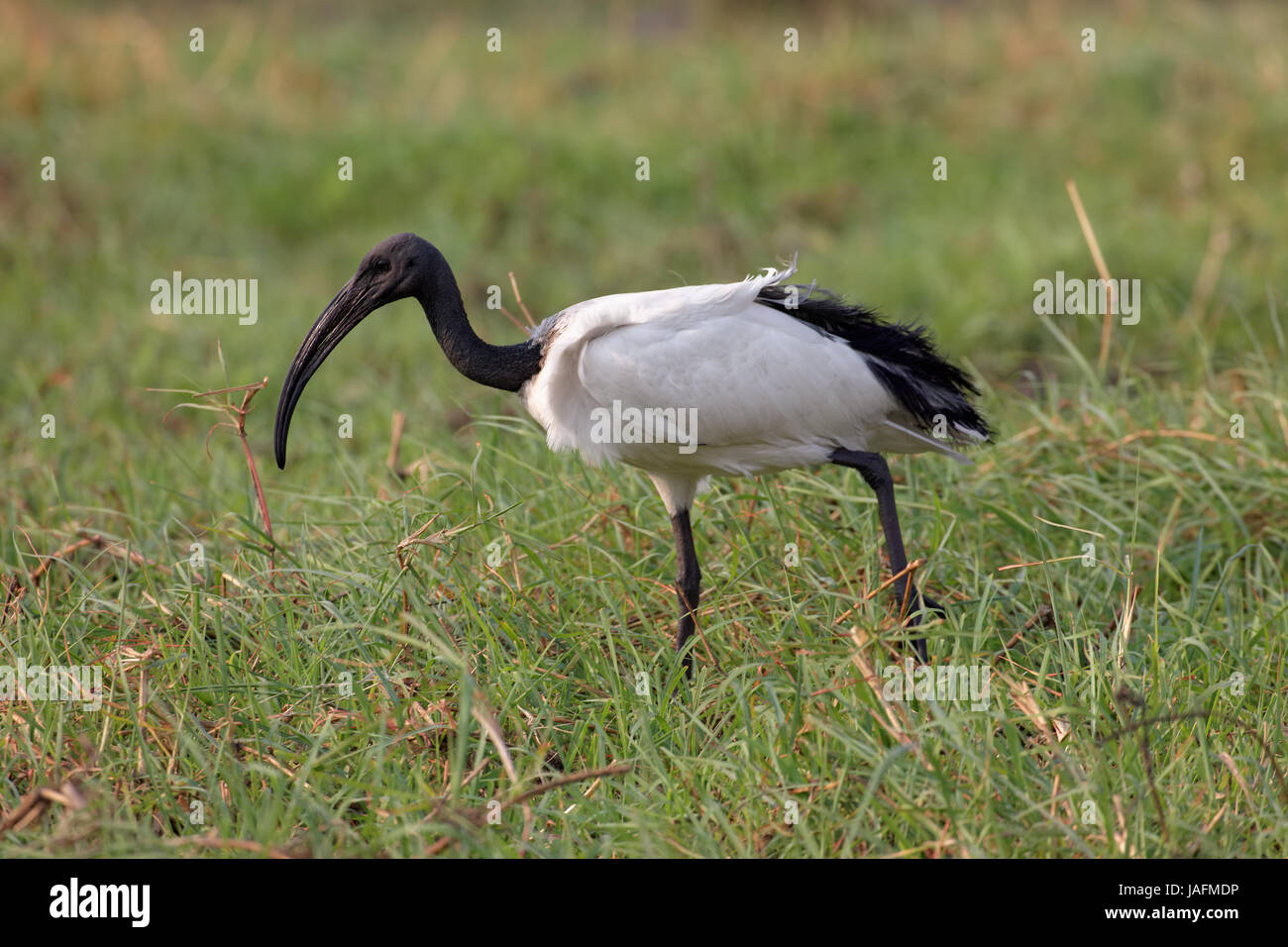 Heiliger ibis threskiornis aethiopicus sacred ibis hi-res stock ...