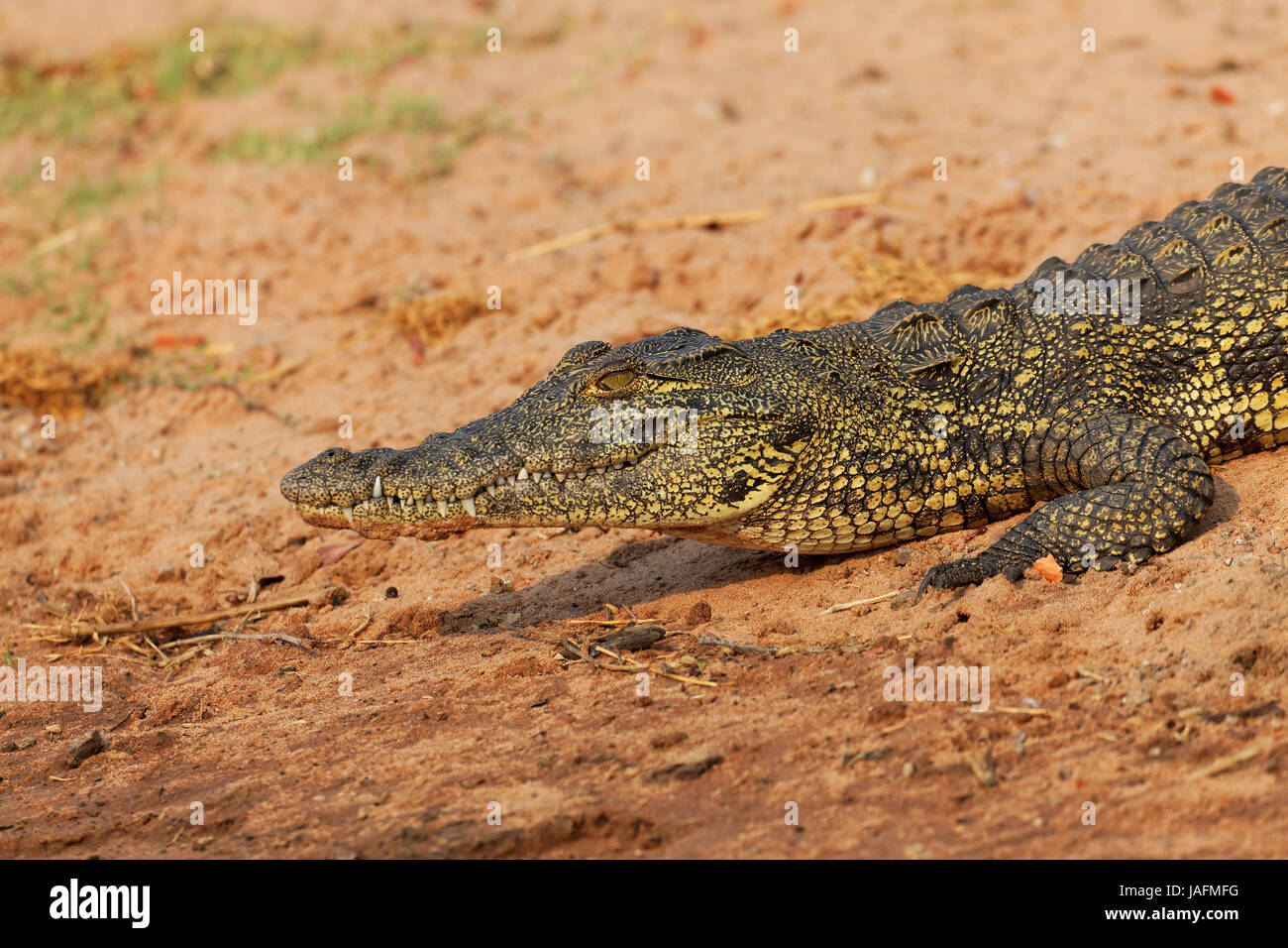 Nilkrokodil crocodylus niloticus hi-res stock photography and images ...