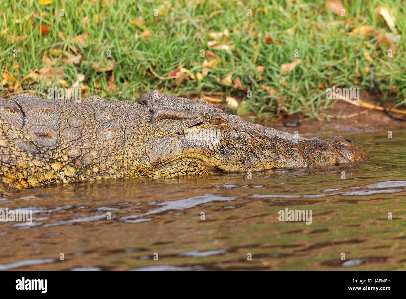 Nilkrokodil crocodylus niloticus hi-res stock photography and images ...