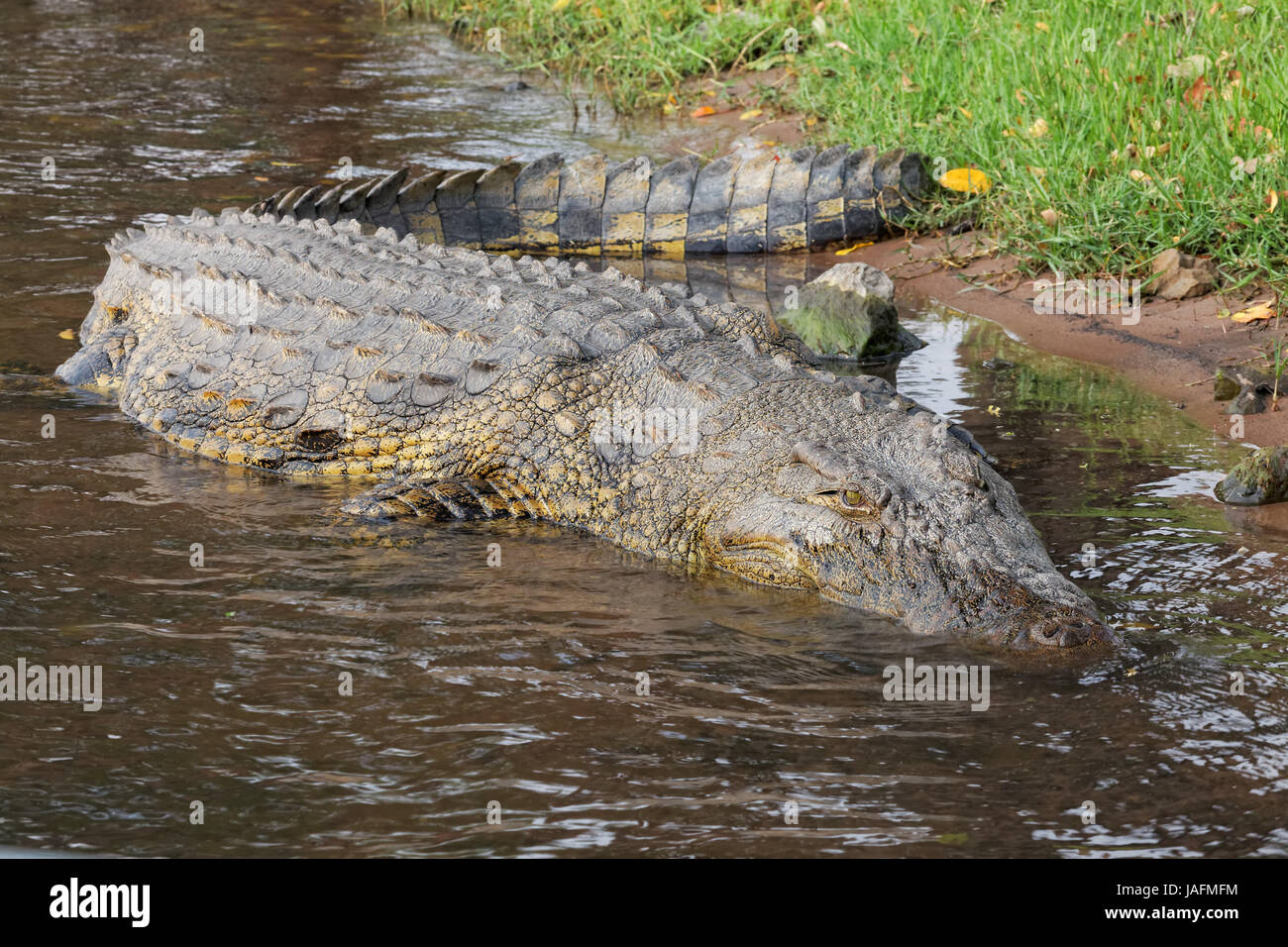 Nilkrokodil crocodylus niloticus hi-res stock photography and images ...