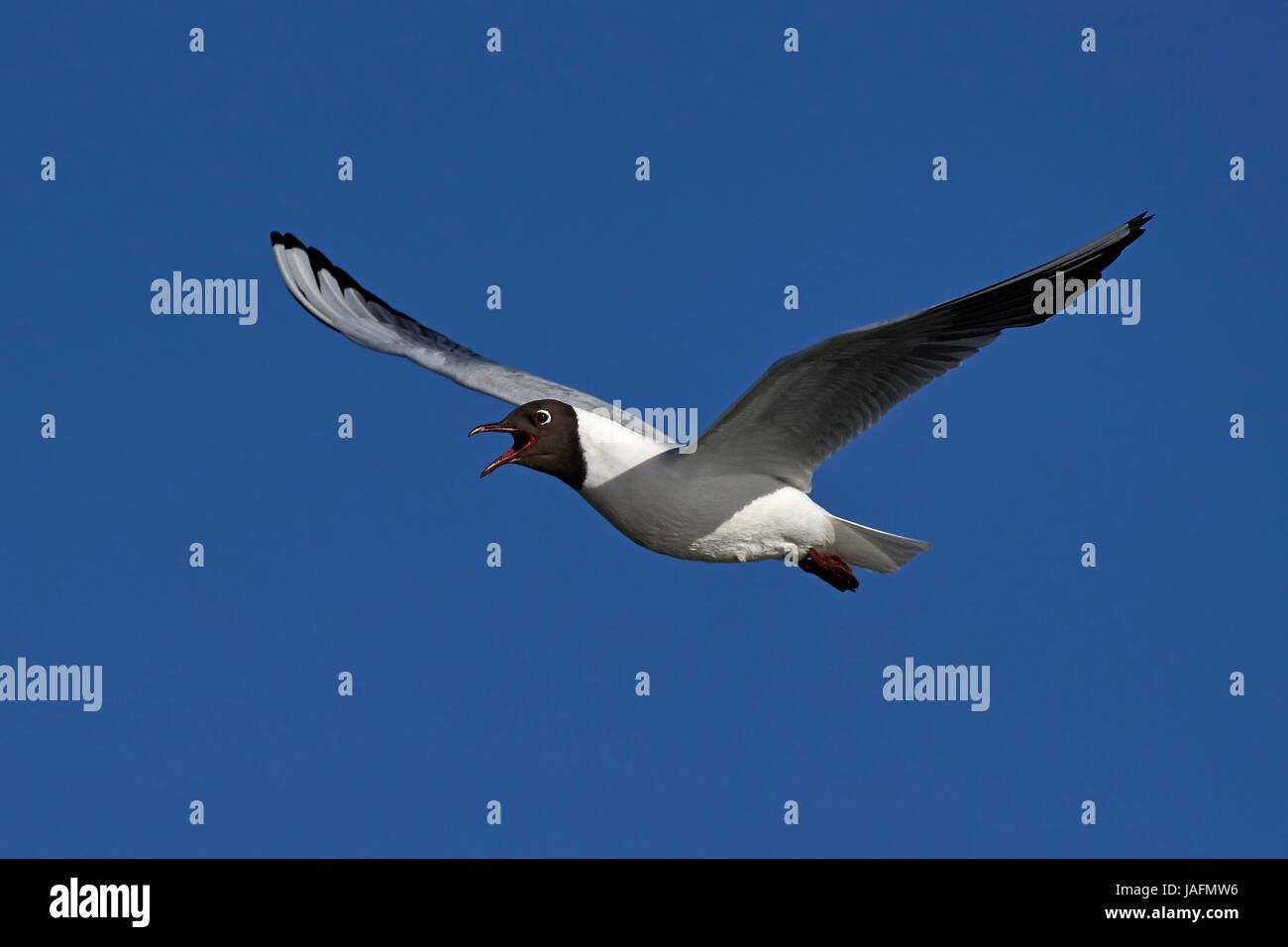 Black-headed gull in flight with blue skies on the background Stock ...