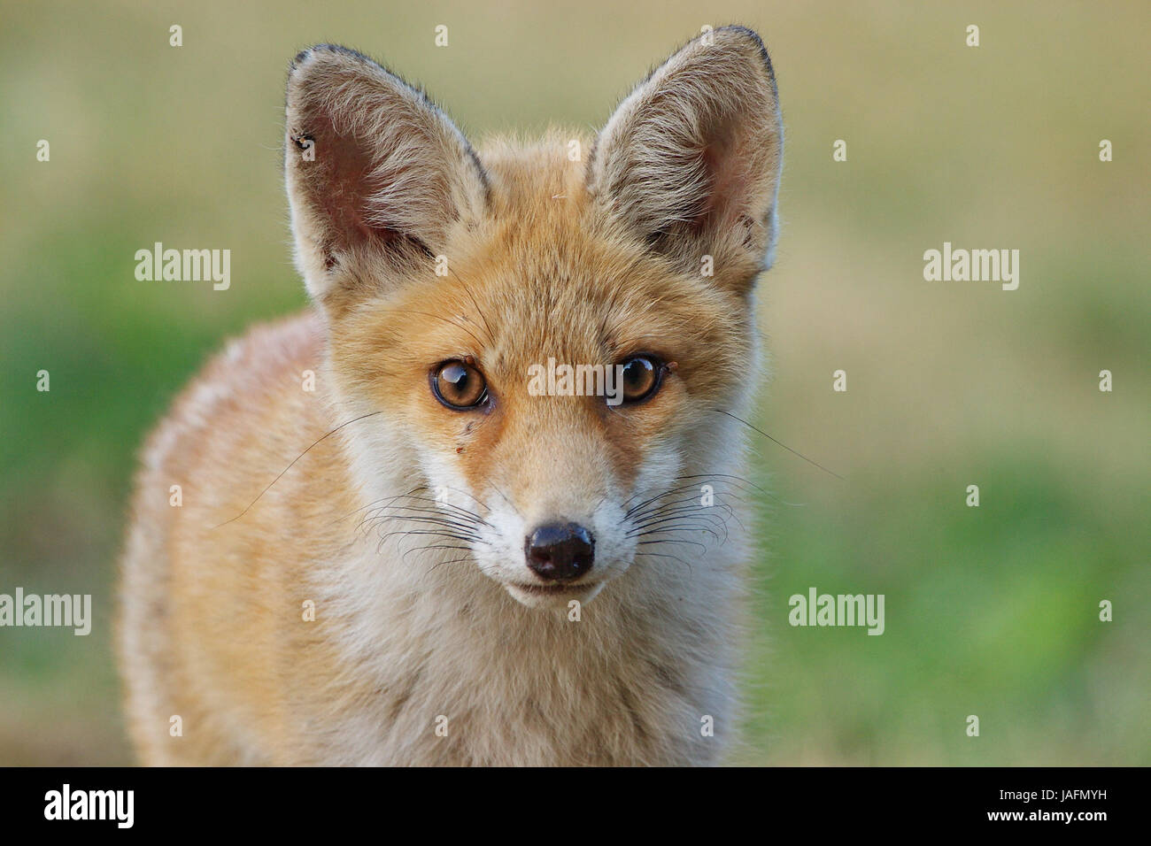 EOS 10D CMOS RAW IMAGE Stock Photo - Alamy