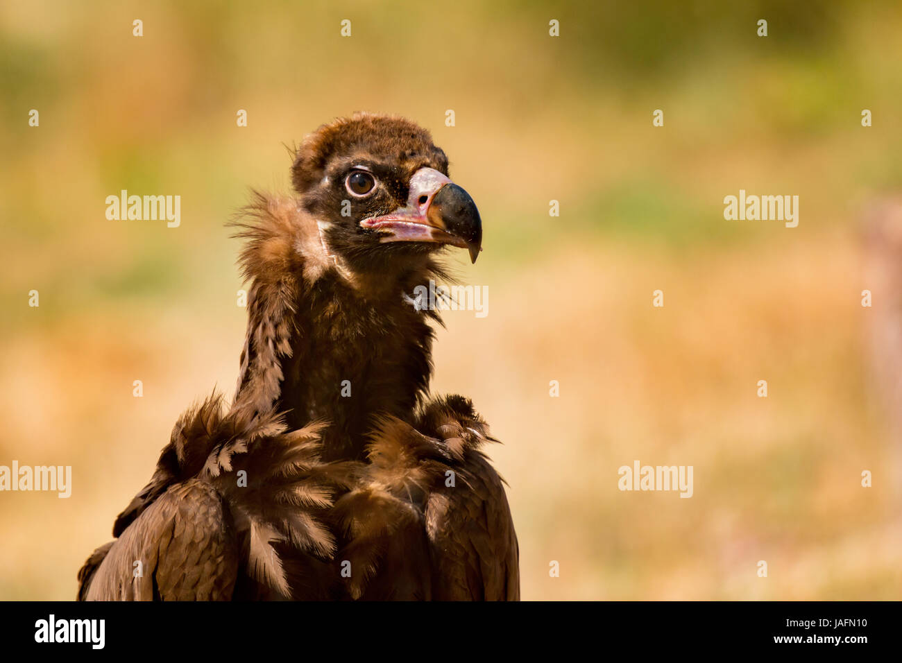 Portrait of a wild black vulture in the nature Stock Photo - Alamy