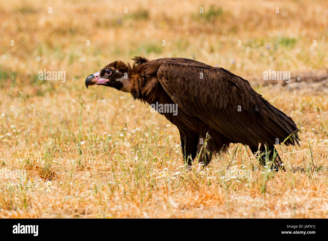 The majestic wild black vulture in its habitat Stock Photo - Alamy