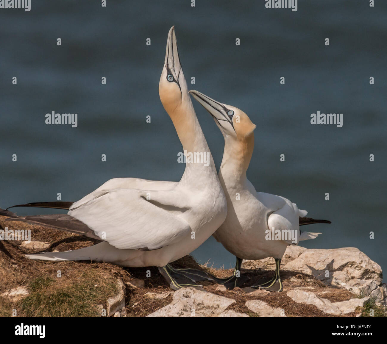 Gannets in courtship behaviour at Bempton Cliffs, Yorkshire in may 2017 ...