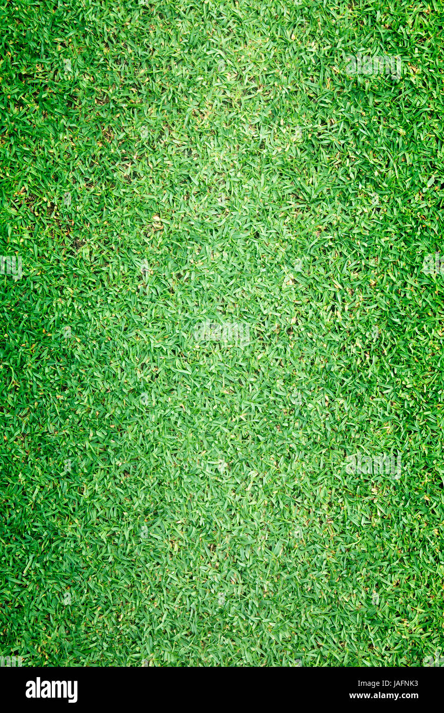 grass background Golf Courses green lawn pattern textured background ...