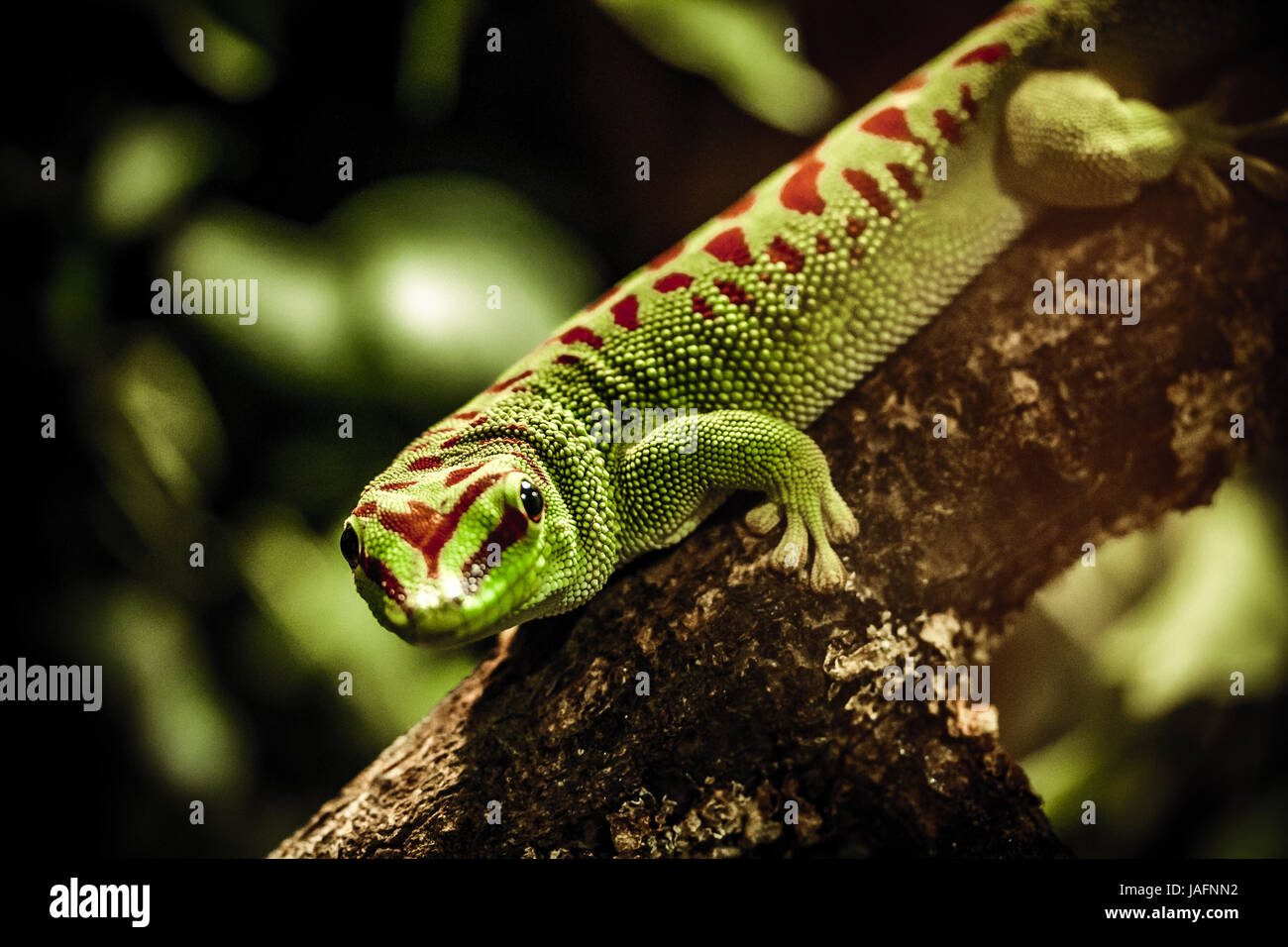 Gold dust day gecko hi-res stock photography and images - Alamy