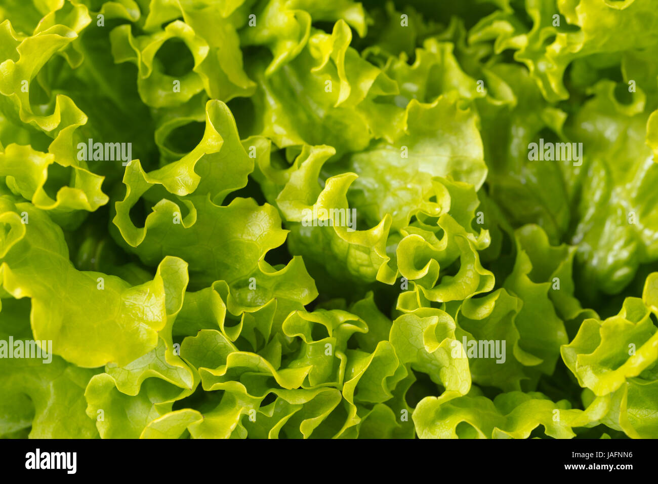 Vegetable abstract background, texture of lettuce close-up Stock Photo ...