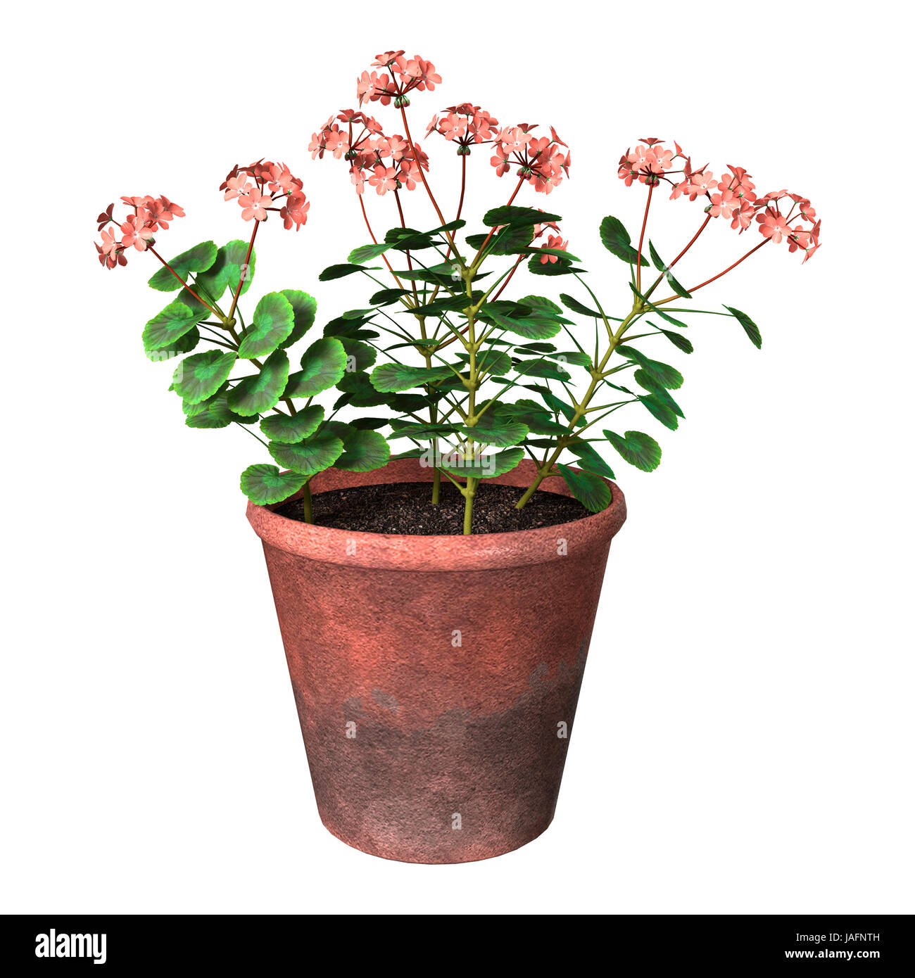 3D rendering of a geranium pot isolated on white background Stock Photo ...