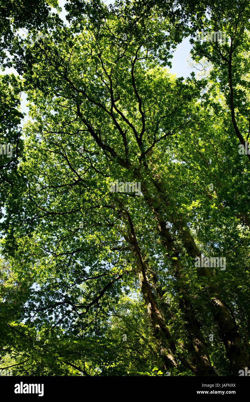 Oak trees woodland tree canopy hi-res stock photography and images - Alamy