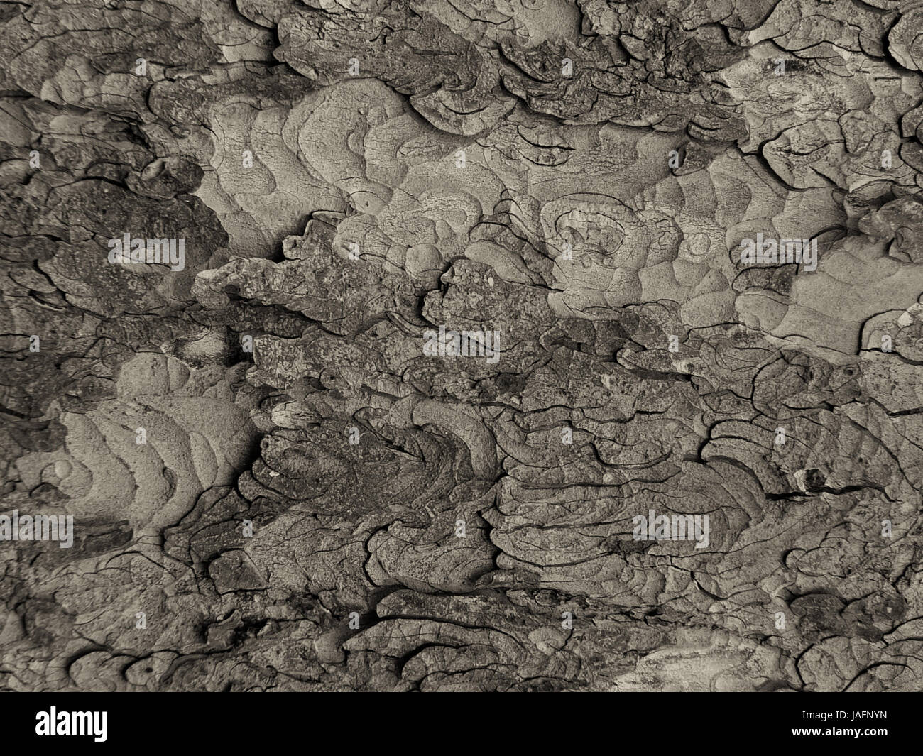 peeling sycamore bark on a mature old tree Stock Photo - Alamy