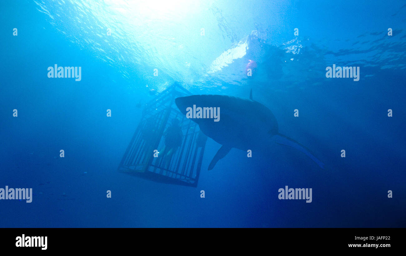 47 METERS DOWN, 2017. © Dimension Films /Courtesy Everett Colllection ...