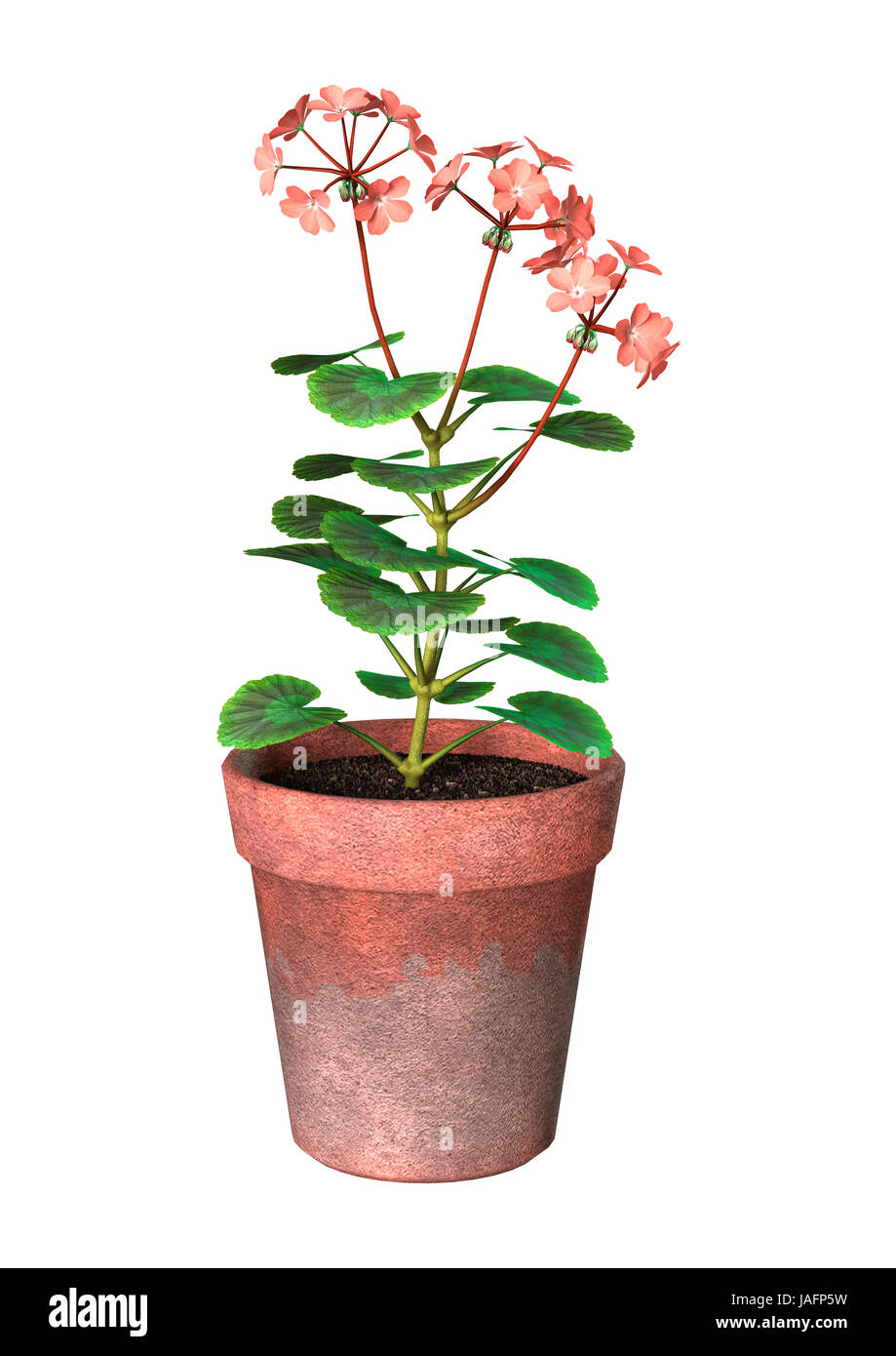 3D rendering of a geranium pot isolated on white background Stock Photo ...