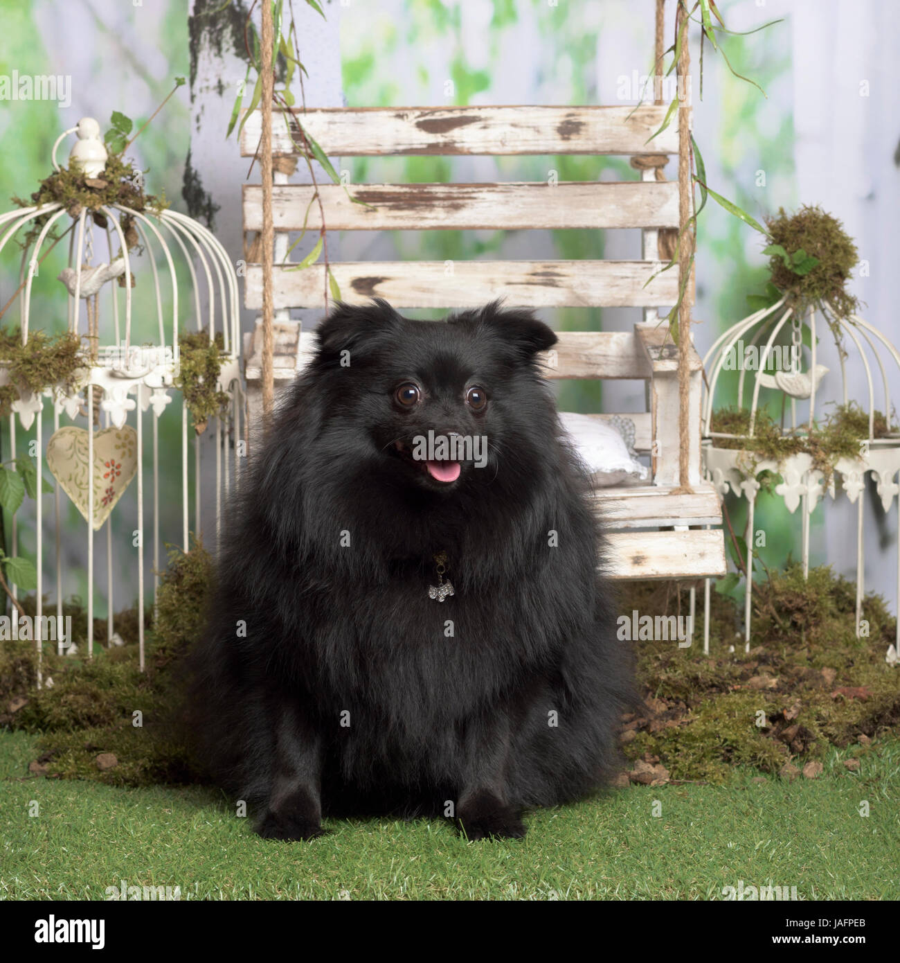 Black german spitz sitting, in pastoral decoration Stock Photo - Alamy