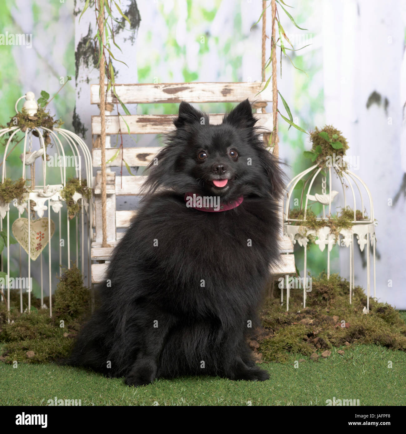 German wolfspitz hi-res stock photography and images - Alamy