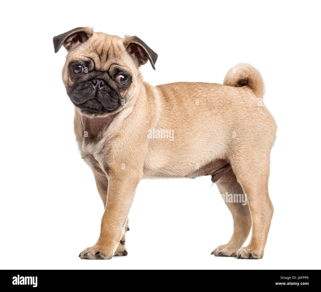 Side view of a pug puppy standing, isolated on white Stock Photo - Alamy