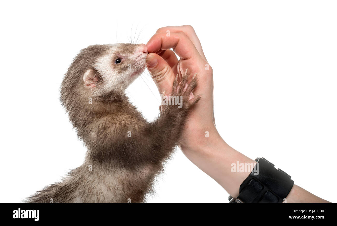 Old ferret eating in human hand, isolated on white Stock Photo - Alamy