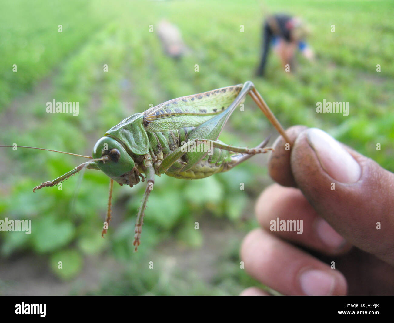 green locust caught in the hand on the field Stock Photo - Alamy