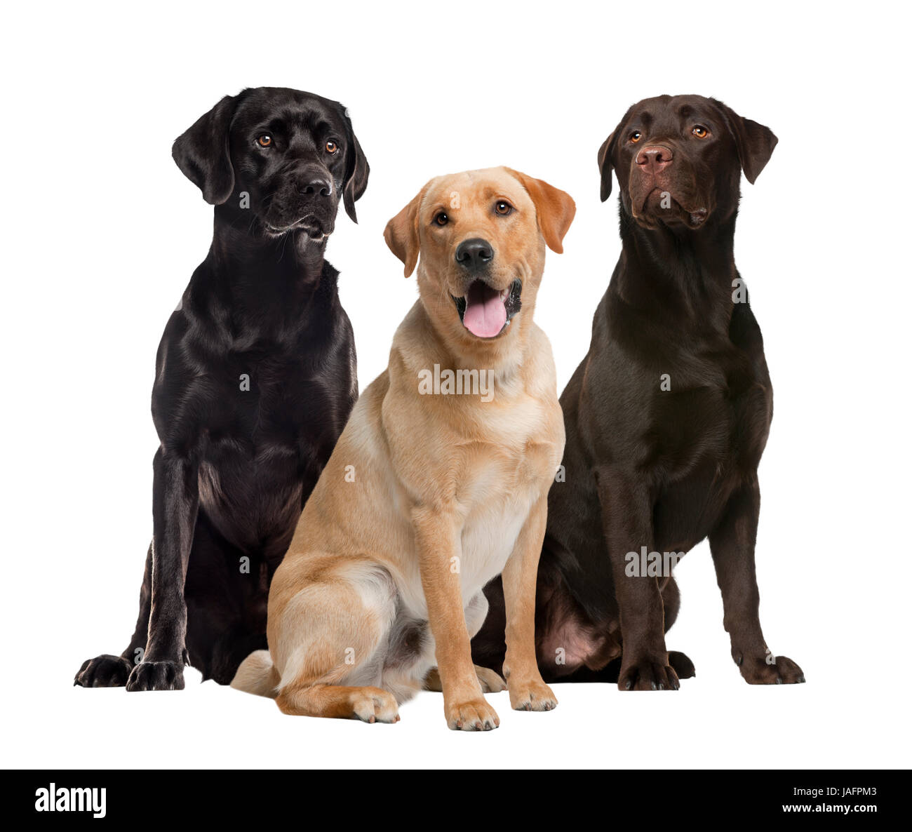 Three labrador hi-res stock photography and images - Alamy