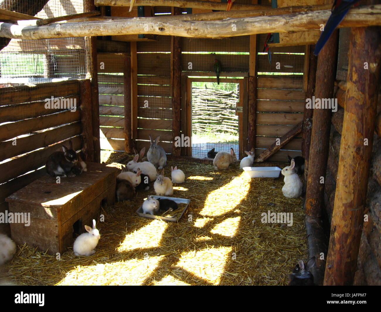 brood of the little young amusing rabbits in the zoo Stock Photo - Alamy
