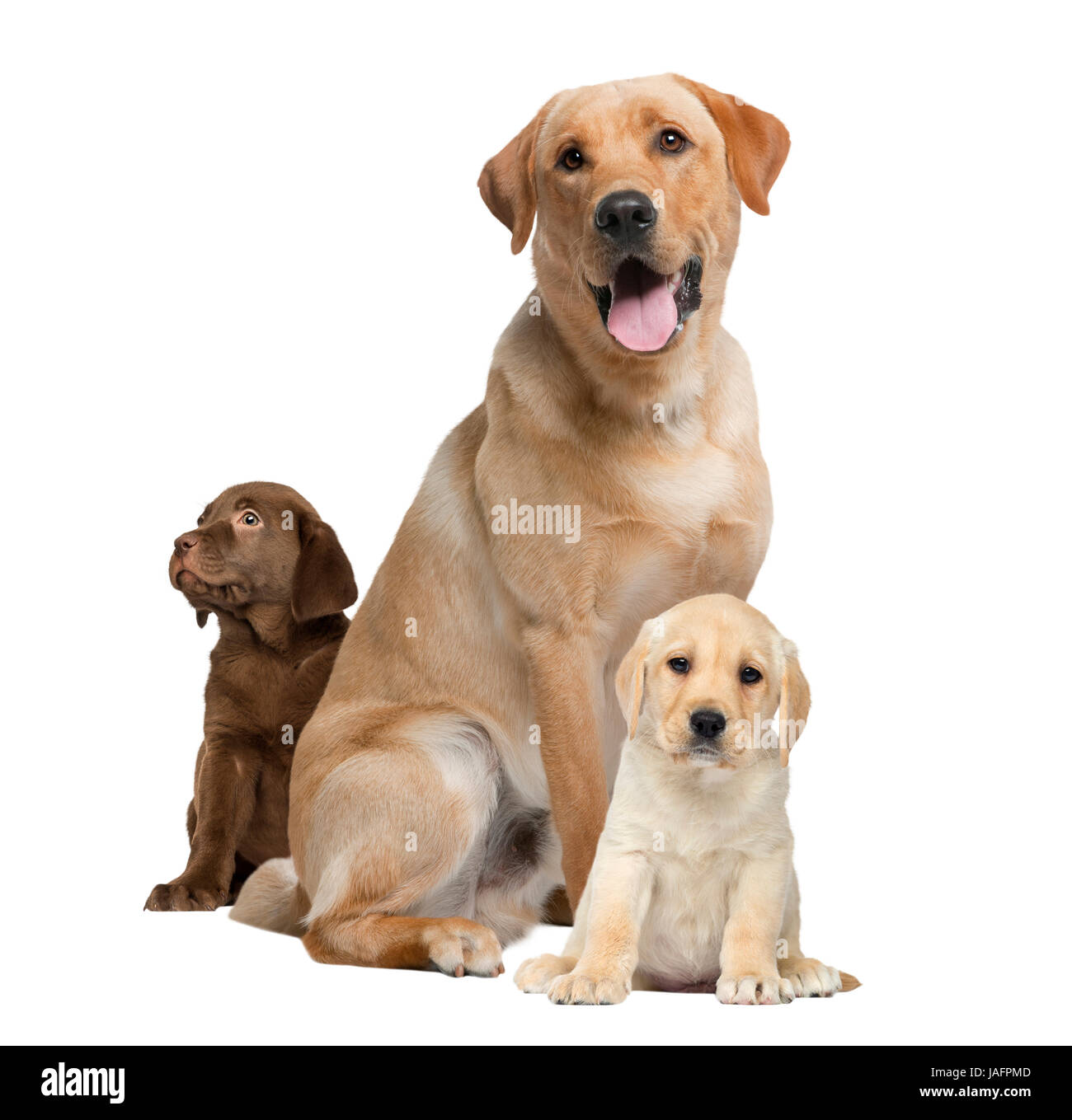 Labrador panting and puppies, isolated on white Stock Photo - Alamy