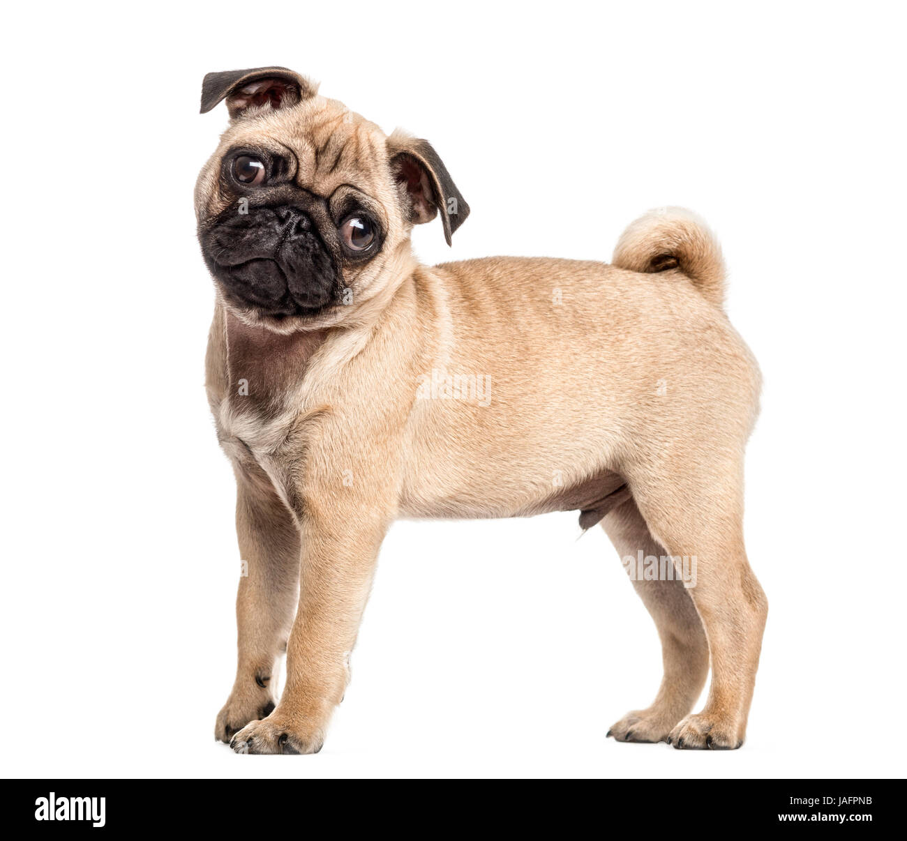 Side view of a pug puppy standing, isolated on white Stock Photo - Alamy