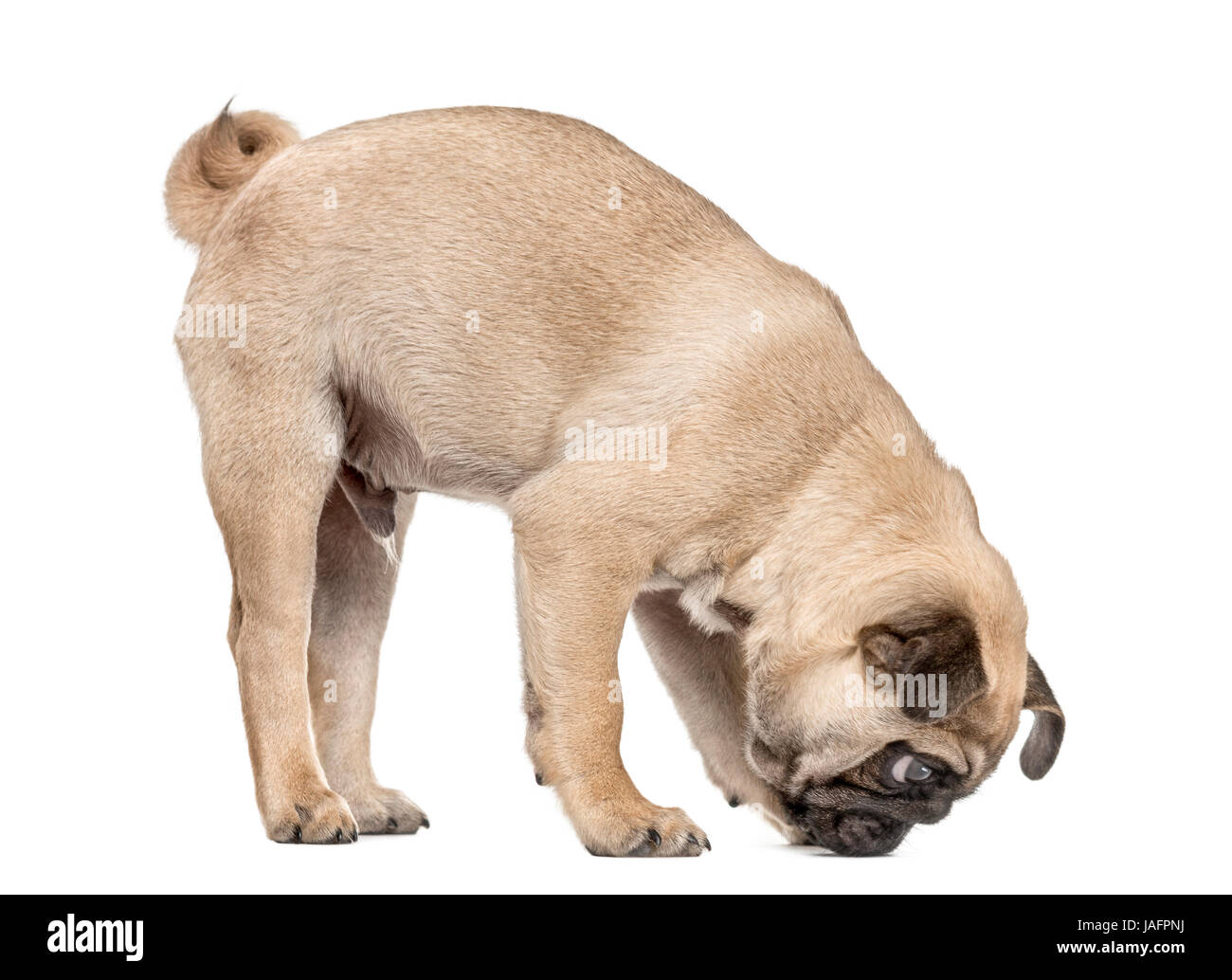 Sniffing on the ground hi-res stock photography and images - Alamy