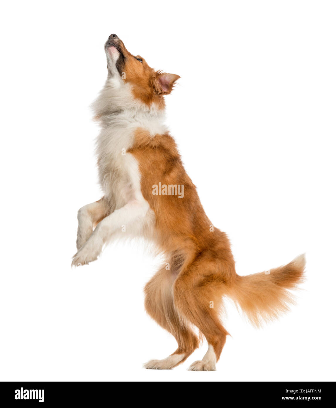 Jack Russell Terrier on hind legs, isolated on white Stock Photo - Alamy