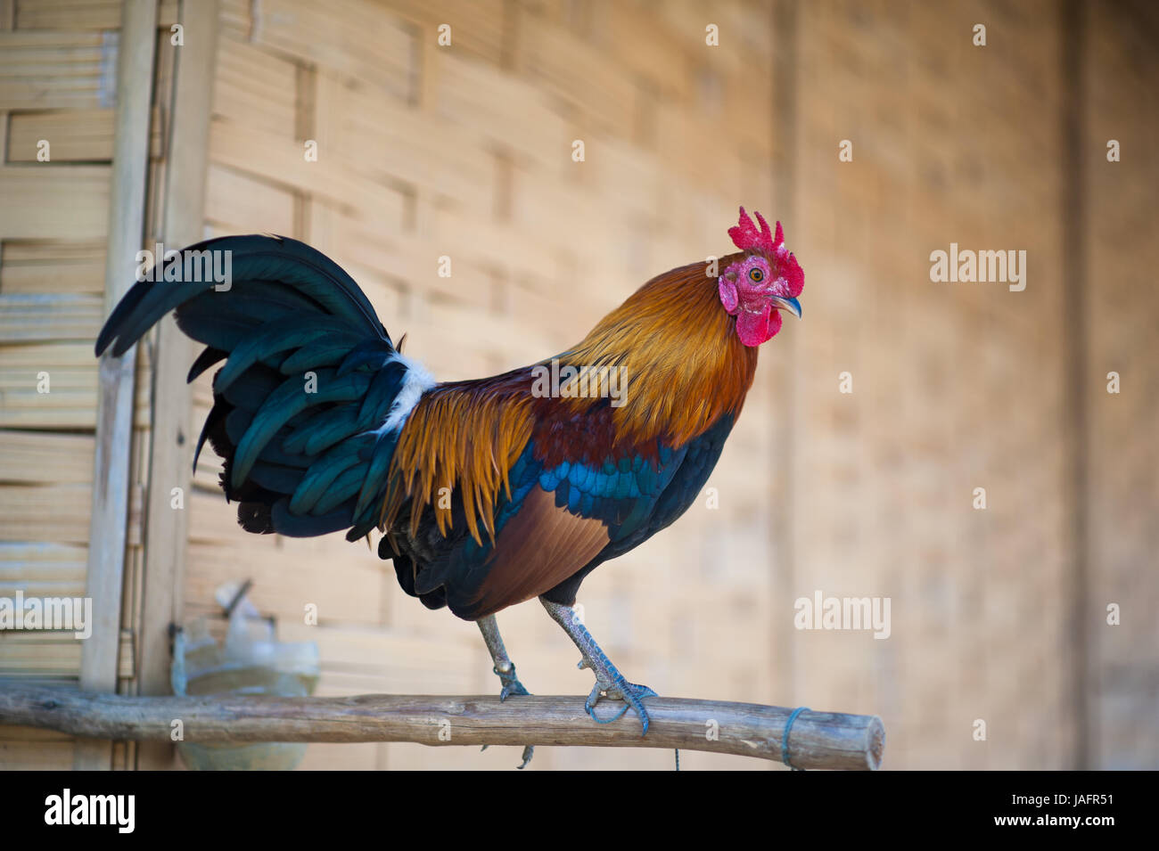 Rooster standing on a pole Stock Photo - Alamy