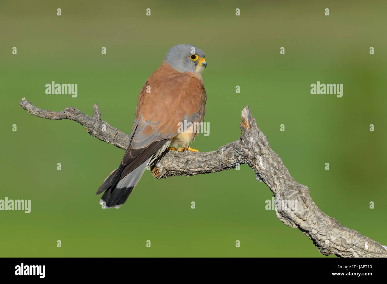 Lesser Kestrel (Falco naumanni), adult, male on branch, Extremadura ...