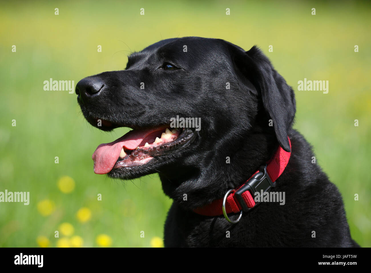 Black Labrador Retriever (Canis lupus familiaris), male, portrait ...