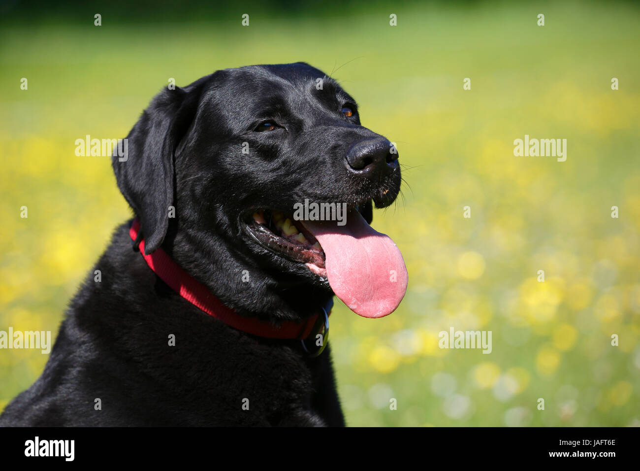 Black Labrador Retriever (Canis lupus familiaris), male, portrait ...