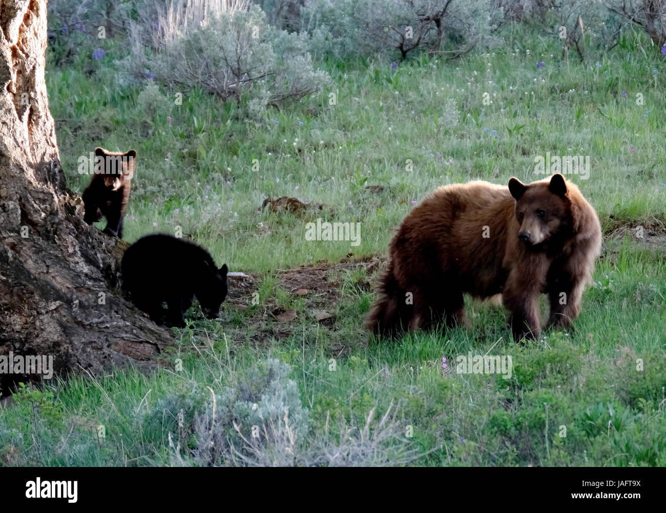 American Black Bear female sow (Ursus americanus) with cubs in ...