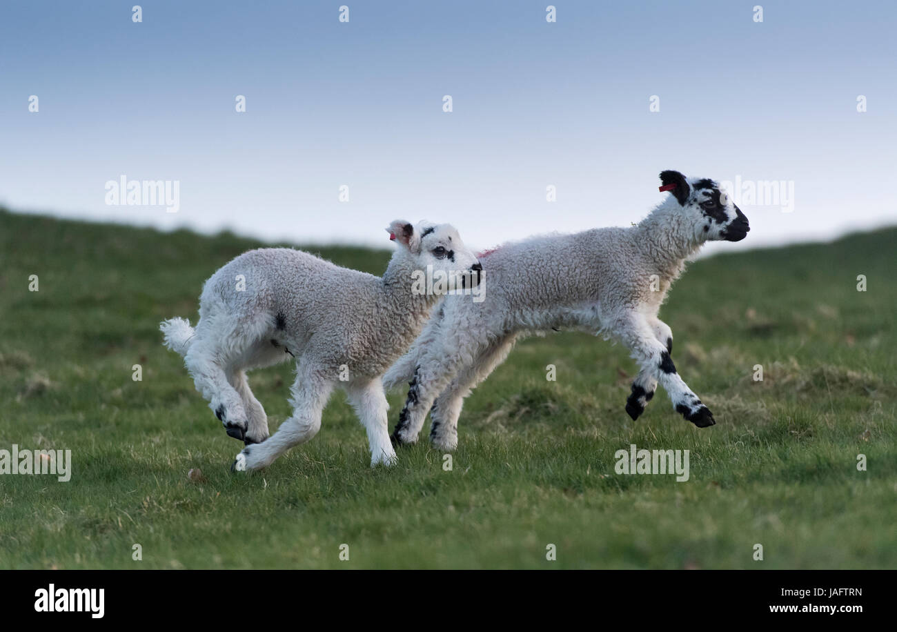 Lambs running and jumping hi-res stock photography and images - Alamy