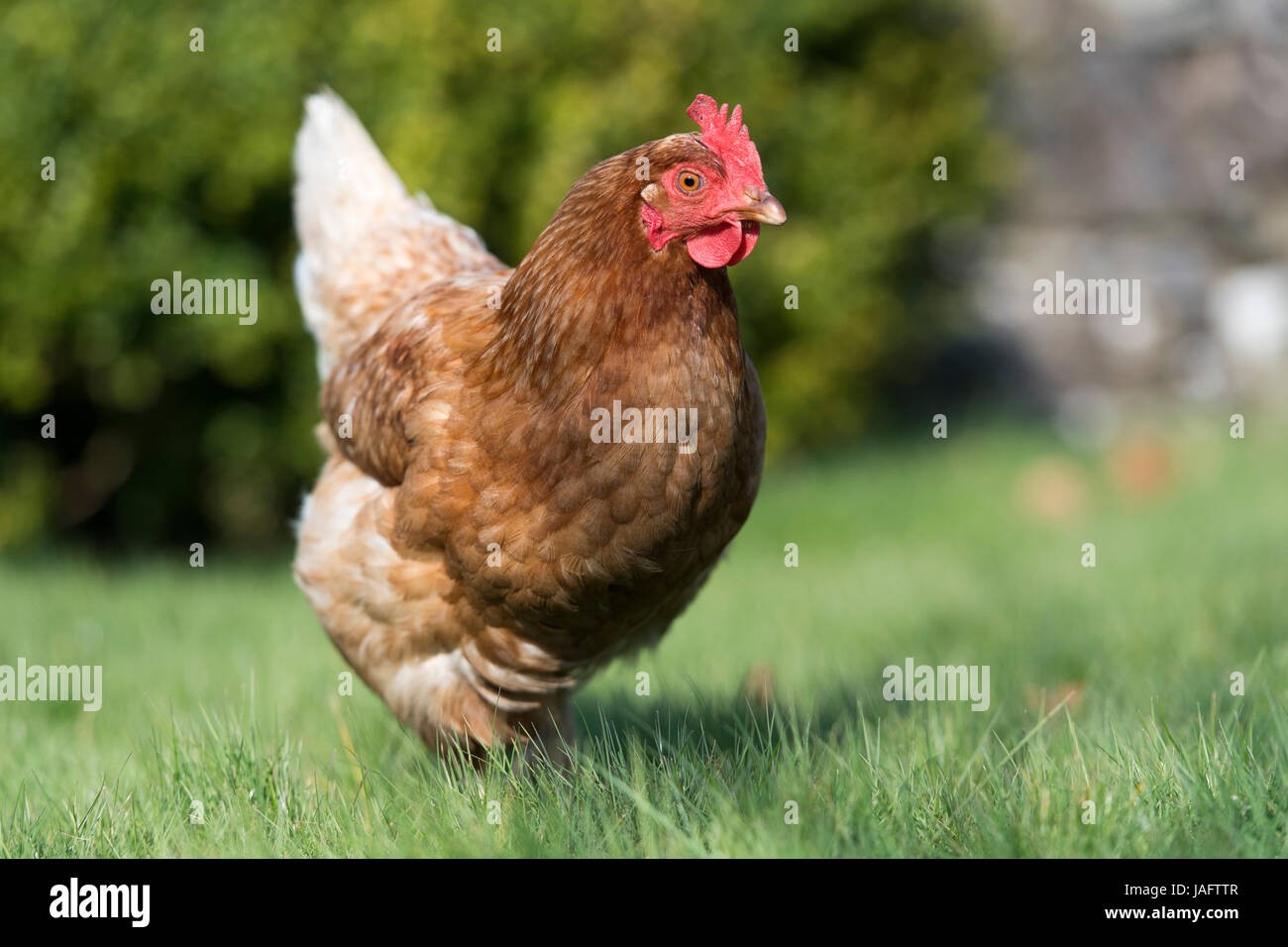 Domestic hen hi-res stock photography and images - Alamy