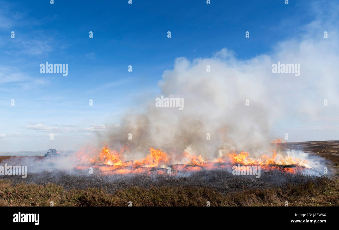 Heather burning on a Grouse Moor in the Yorkshire Dales, UK Stock Photo ...
