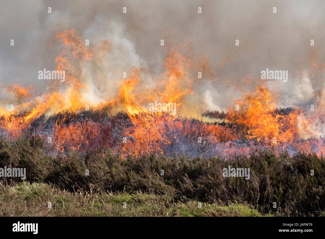 Heather burning on a Grouse Moor in the Yorkshire Dales, UK Stock Photo ...