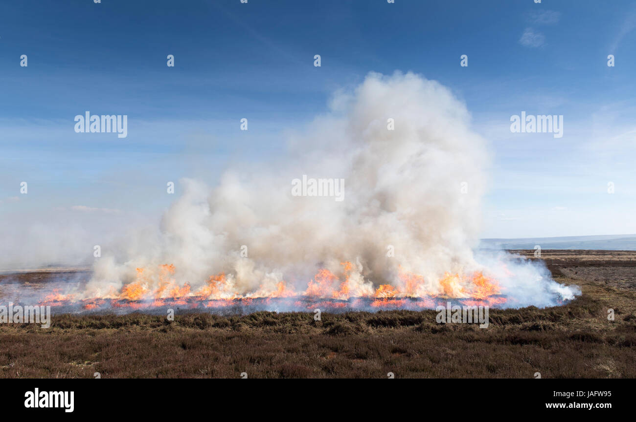 Heather burning on a Grouse Moor in the Yorkshire Dales, UK Stock Photo ...