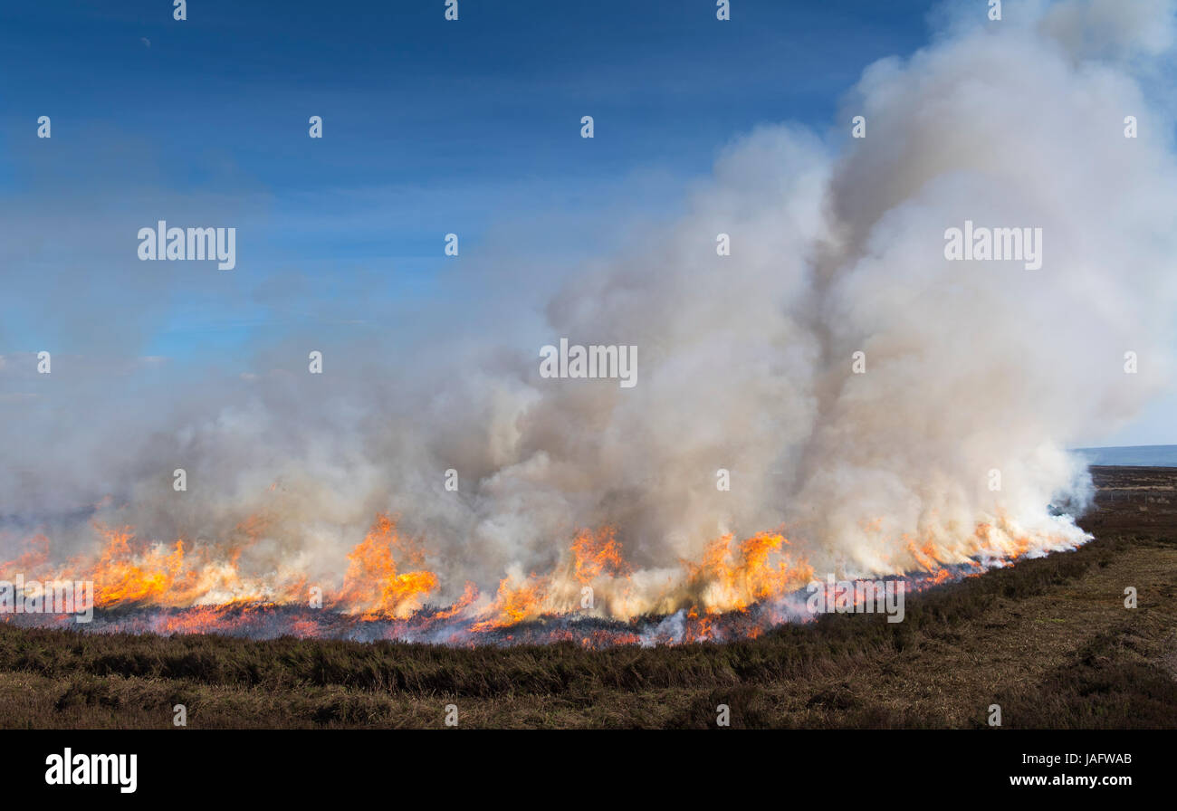 Heather burning on a Grouse Moor in the Yorkshire Dales, UK Stock Photo ...