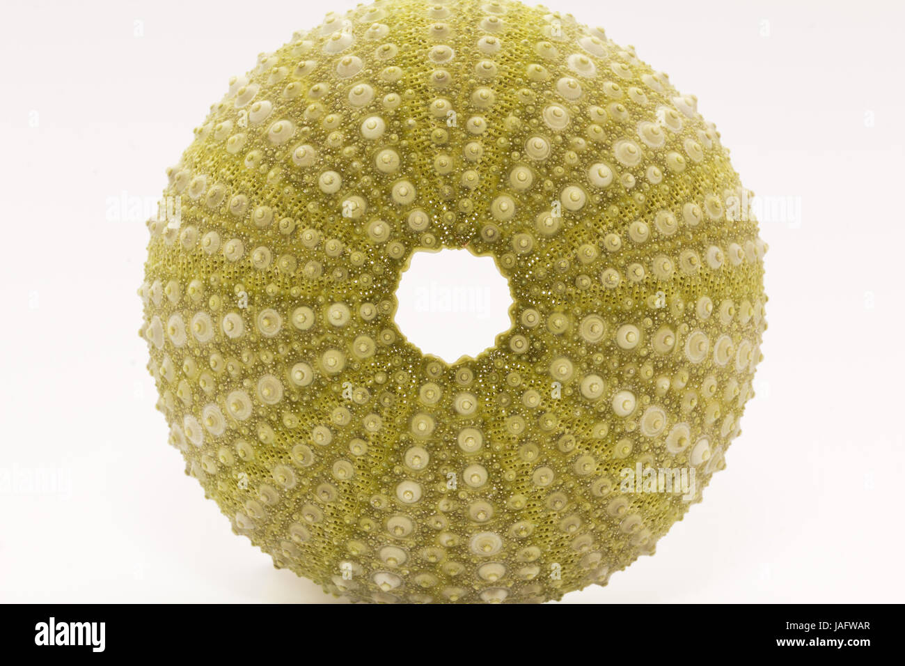 skeleton of sea shell green echinoidea isolated on white background ...
