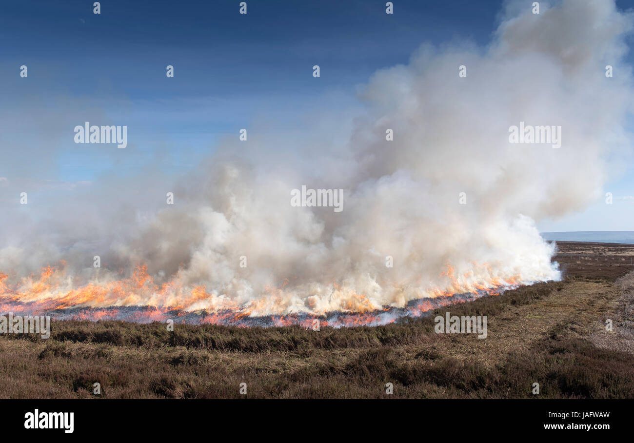 Heather burning hi-res stock photography and images - Alamy